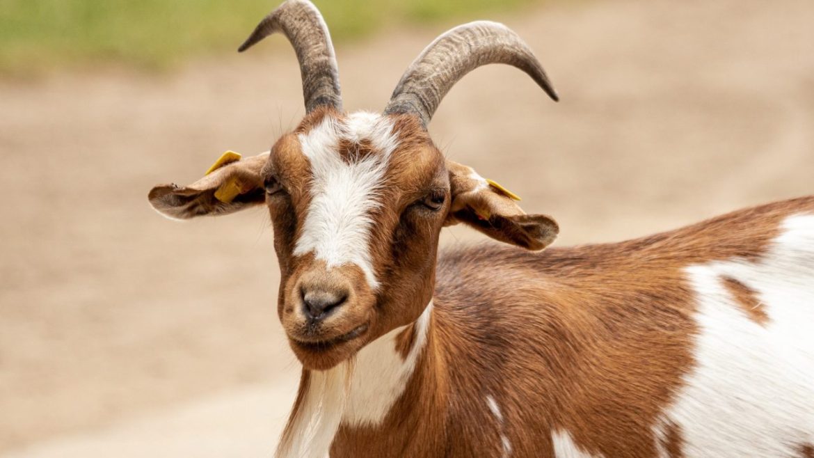 bouc-emissaire – IEN Montluçon I